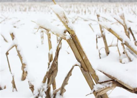 Corn Stover