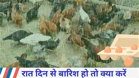 Low Cost Poultry Farm।।low Cost Murgi Farm।।low Cost Desi Murgi Farm।।desi Murgi Palan Kaise