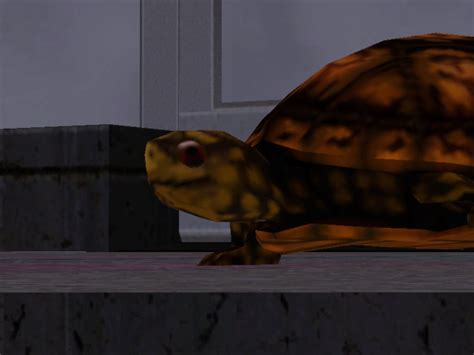 Small Turtle Big City Rsims3