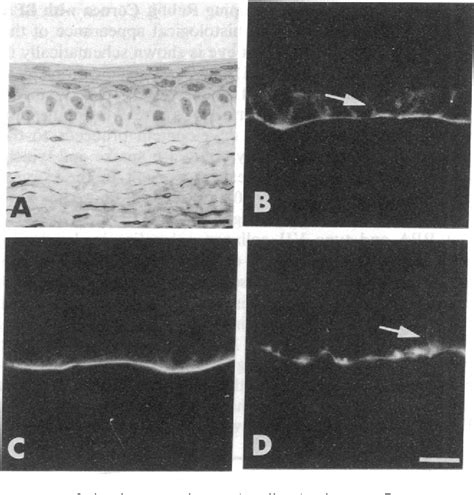 Figure 1 From A6134 Integrin Heterodimer Is A Component Of