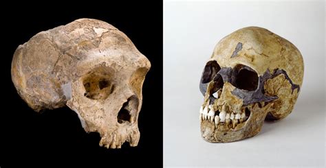 Neanderthal Went Extinct Due To Sex Not Fighting