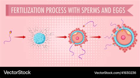 Diagram Of Fertilization Process Fertilization Process In Plants