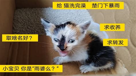 新来一只三花，猫狗都爱看八卦，猫洗完澡楚门下暴雨，你是雨婆吗 Youtube
