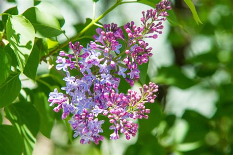 질감 패턴 배경입니다 라일락 꽃입니다 창백한 불 그 바이올렛 색상 자주색 또는 흰색 향기로운 꽃과 큰 정원 관목 Oberon에 대한 스톡 사진 및 기타 이미지 Istock