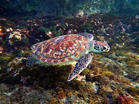 Hawksbill Sea Turtle Habitat
