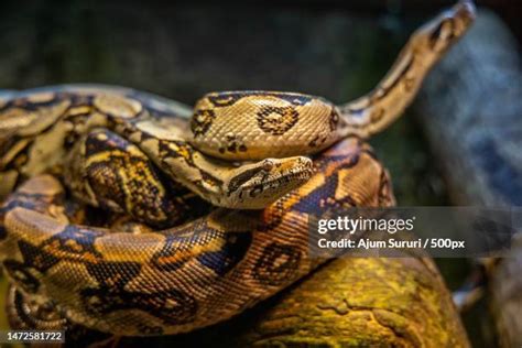 Python Repeat Photos And Premium High Res Pictures Getty Images