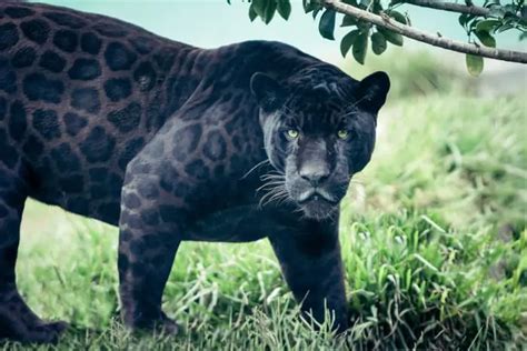 Jaguar Vs Leopard Top 15 Differences Spots Speed And More