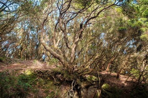 169 Cross Section Tree Roots Stock Photos Free Royalty Free Stock