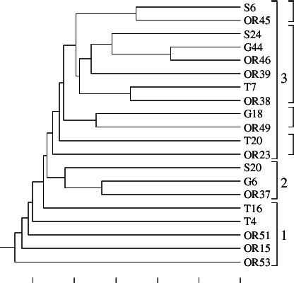 Relationships Between 20 Kale Populations As Determined By UPMGA