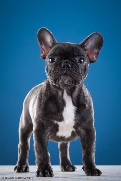 3 Французкий бульдог Мой преданный друг ВКонтакте