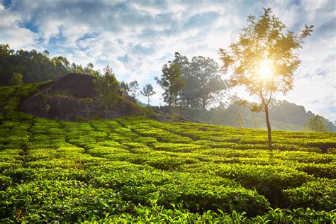 Tea Plantation India At Peggy Bradley Blog