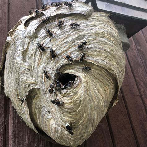 Bald Faced Hornet Pictures