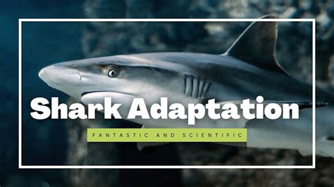 Mackerel Shark Adaptations At Bernice Astle Blog