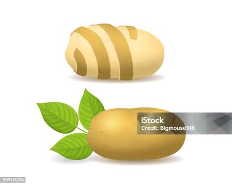 현실적인 상세한 3d 전체 감자 껍질을 트위스트 벡터 감자 요리에 대한 스톡 벡터 아트 및 기타 이미지 감자 요리 개념 건강한 생활방식 Istock