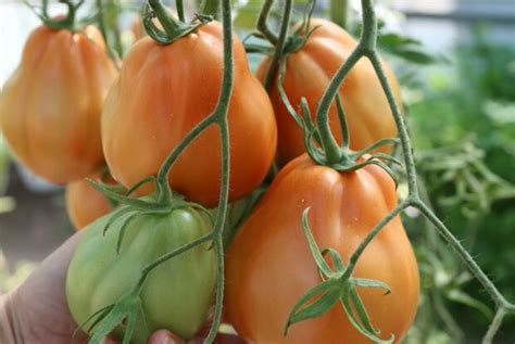 Що потрібно зробити із зеленими помідорами щоб вони почервоніли Читайте на Ukr Net