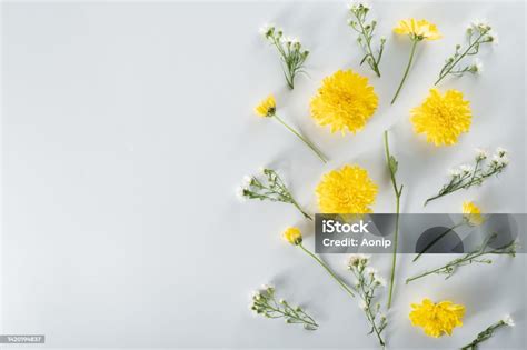 국화와 커터 꽃 구성 흰색 배경에 다양한 노란색 또는 주황색 꽃과 녹색 잎으로 만든 패턴과 프레임 플랫 레이 탑 뷰 복사 공간 봄 여름 개념 0명에 대한 스톡 사진 및 기타