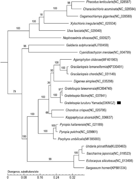 Maximum Likelihood Ml Tree Based On The Complete Chloroplast Genome