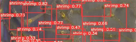 21 Addendum On The Euroshrimp Program At Ae2022 Computer Vision