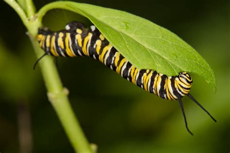 Monarch Butterfly Caterpillar Entomology Today