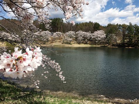 みどり湖の桜 2021 くまぶろ