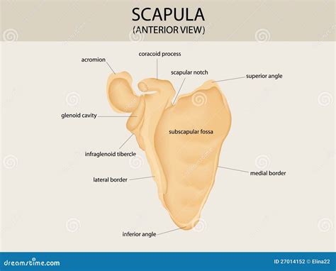 Structure Of Scapula Shoulder Blade Or Wing Bone Part Of Human