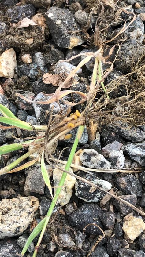 Wtf R Bugidentification