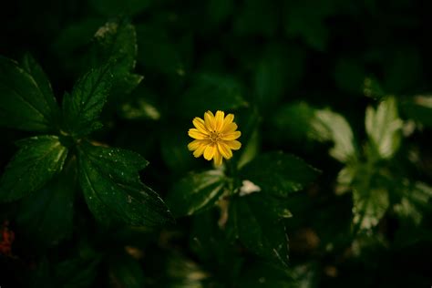 개화 시즌 겨울 결혼 계절 계절의 꽃 관념적인 기념일 꼭대기 꽃 꽃 무늬 꽃이 피는 꽃잎 나뭇잎 낭만적인