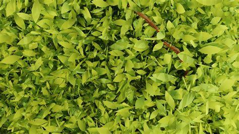 Premium Photo 3d Render With Abstract Green Leaves On Background