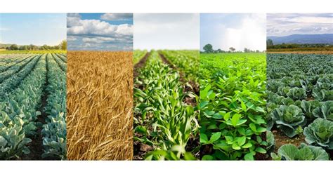 Diverse Crop Rotations Can Help Morning Ag Clips