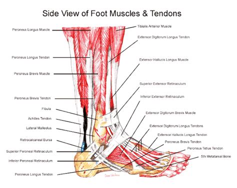 Building Better Athletes Anatomy Lesson The Foot And Ankle