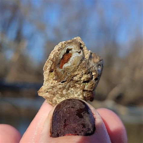 Geodized Brachiopod Fossil Cherty Limestone Silicified Shell Fossil