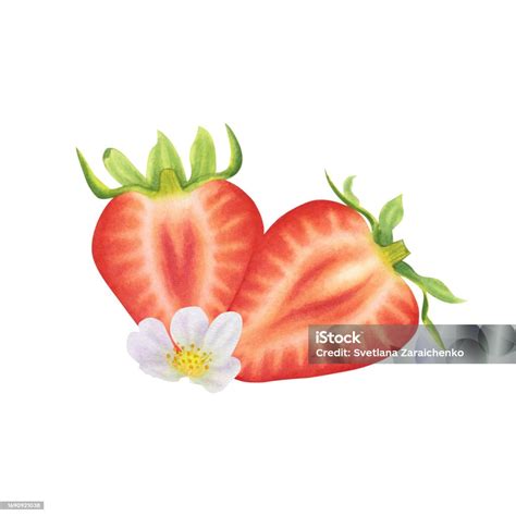 하얀 배경에 분리된 딸기 반쪽 세트 수채화 손으로 그린 그림입니다 광고 포장 메뉴 초대장 명함 엽서 인쇄 0명에 대한 스톡 벡터 아트 및 기타 이미지 Istock