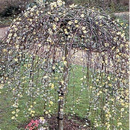 Dwarf Willow Tree