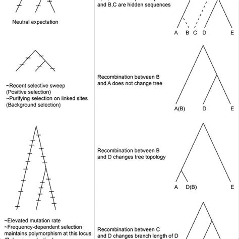 Mutation Selection And Recombination Affect The Branch Lengths And