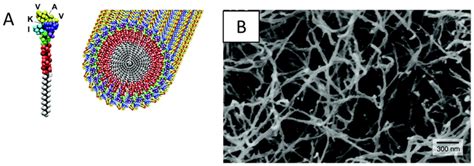 A Molecular Model Of A Peptide Amphiphiles Ikvav And B Sem Images