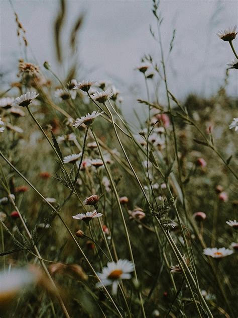 Boobsspostersexnoblurnobra Photos Download The Best Free Boobss