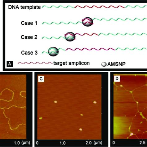 Binding Of Asmnps To Dna Schematic Diagram Of Possible Binding