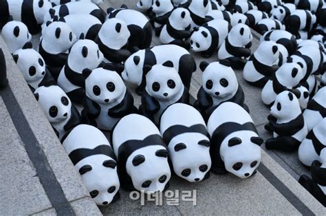 포토 판다 귀여운 검은 눈동자