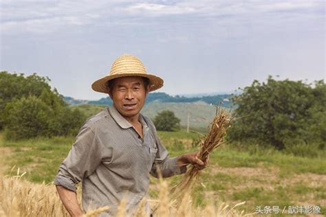麥子黃了又到收穫的季節 每日頭條