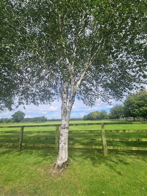 Silver Birch Tree