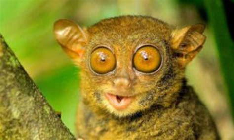 Monkey With Giant Eyes