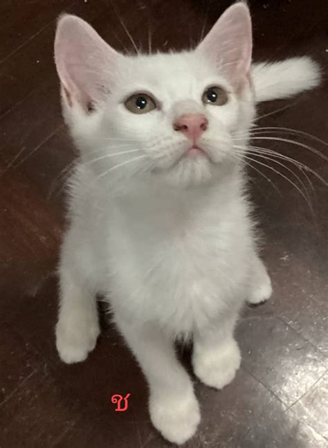 น้องแมวขาวมณีสินสอดเบาสุดพร้อมย้ายค่ะ Catthailand Com ศูนย์รวมคนรักแมว