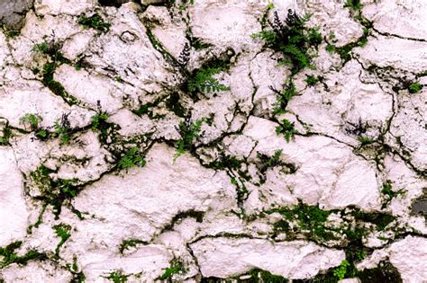 거친 금이 간 암석 표면은 식물로 덮여 있습니다 회색 돌 질감 배경입니다 자연 패턴입니다 클로즈업 0명에 대한 스톡 사진 및 기타 이미지 Istock