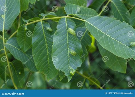 Walnut Leaves Stock Image 25031017