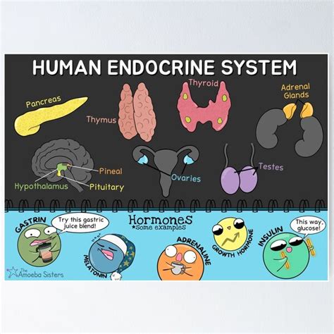 Human Endocrine System Poster For Sale By Amoebasisters Redbubble
