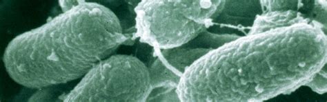 Johnes Disease A To Z Johnes Information Center Uwmadison