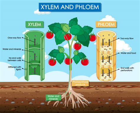 Plant Structure Xylem And Phloem