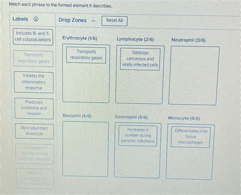 Solved Match Each Phrase To The Formed Element It