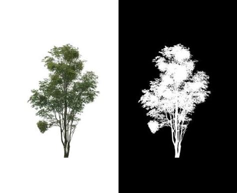 Black Background Tree Stock Photos Images And Backgrounds For Free Download