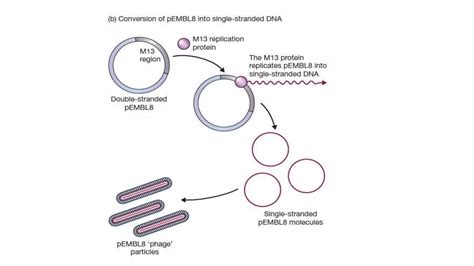 Different Types Of Vectors Pptx
